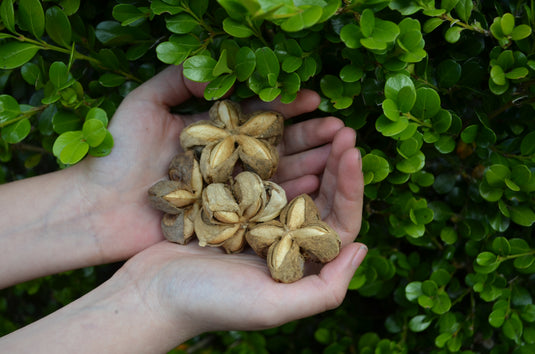 About Us – ALIKSIR